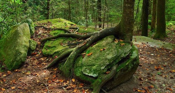 Nature & Eros: Cultivating Radical Aliveness & Sacred Connection - Wild ...